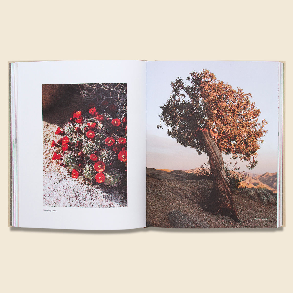 At Home in Joshua Tree: A Field Guide to Desert Living – STAG Provisions