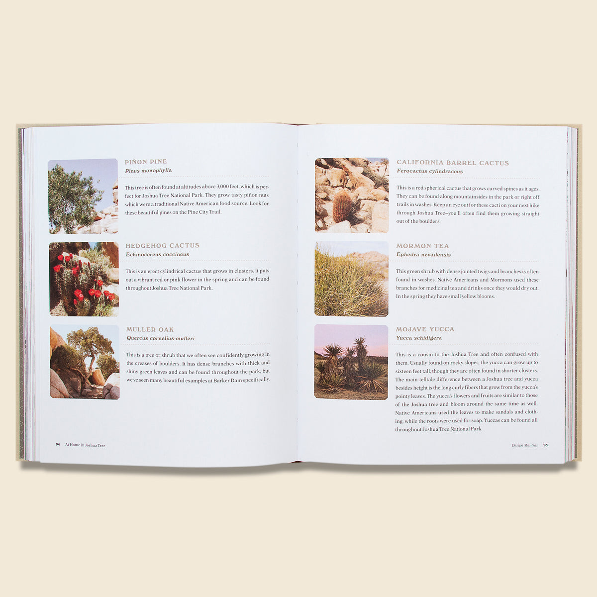 At Home in Joshua Tree: A Field Guide to Desert Living – STAG Provisions
